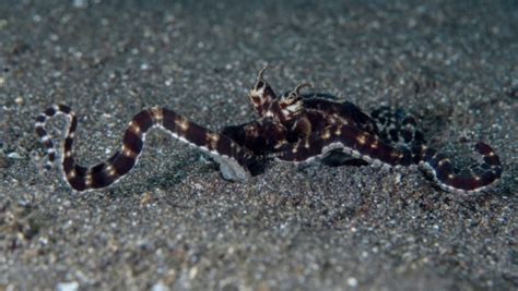 The Mysterious Mimic Octopus Master Of Disguise Revealed