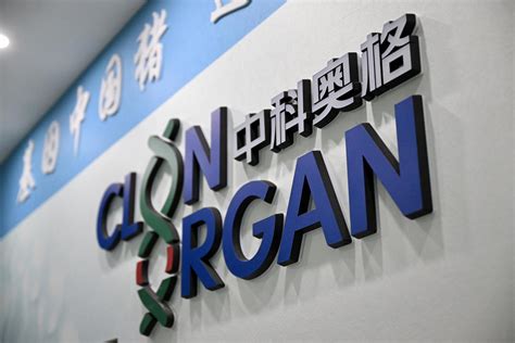 全球首例基因编辑猪肺成功移植人体，背后这家成都企业功不可没