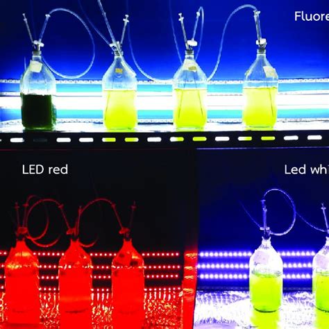 The Experimental Data Of Algae Cultivation Under Different Lighting Download Scientific Diagram