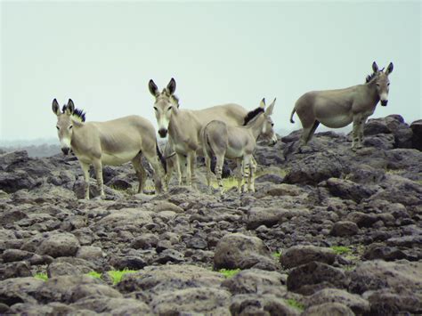 African Wild Ass Equus Africanus On The Messir Plateau Eritrea
