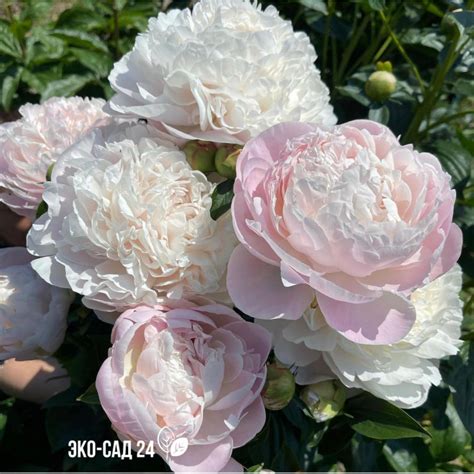 Саженцы Пион Корина Версан, купить в Крыму