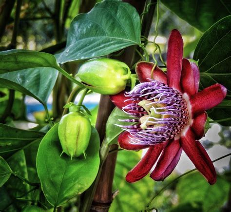 Love Passion Flower Free Photo On Pixabay