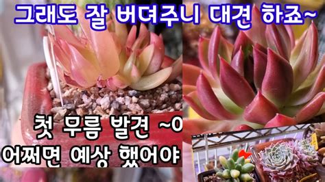 베란다 다육이 폭염에 잘 견디나 했더니 첫 무름병 발견🌸 그래도 대체로 잘 견뎌주니 대견하죠😆 Youtube