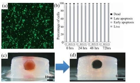Electrohydrodynamic 3d Bioprinting A The Fluorescent Image Of Download Scientific Diagram