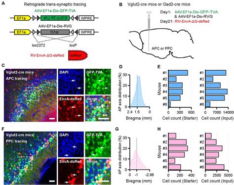 Piriform Cortex Anatomy Piriform Cortex Anatomy