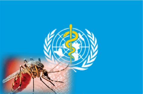 ඩෙංගු මර්ධනයට ලෝක සෞඛ්‍ය සංවිධානයෙන් සහය Lnw Sinhala