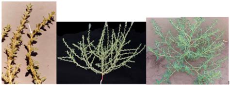 Weed Set 3 Images Flashcards Quizlet