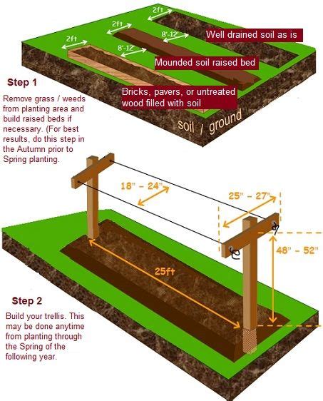 How To Build A Raspberry Trellis Artofit