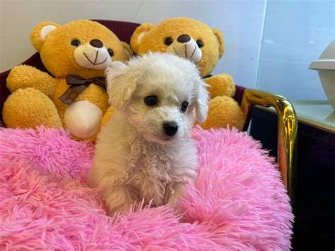 비숑프리제 뚬빵 말티즈크기 말티푸크기 푸들크기 먼치킨크기 랙돌크기 브리티쉬숏헤어크기 스코티쉬폴드크기 러시안블루크기 강아지크기