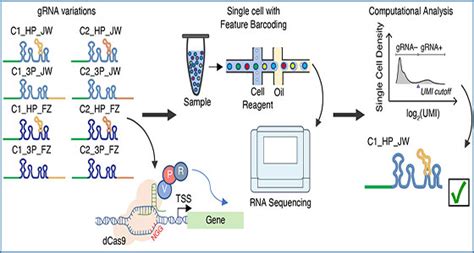 Trap Seq Translating Ribosome Affinity Purification Trap Followed By Rna Sequencing