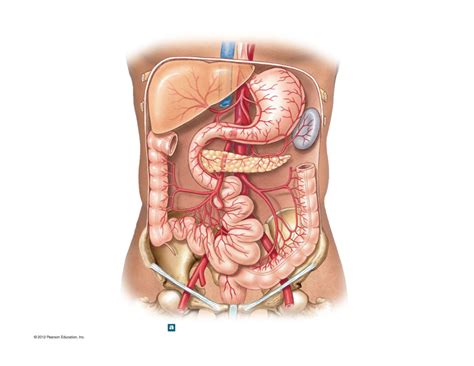 Superior And Inferior Mesenteric Arteries Diagram Quizlet