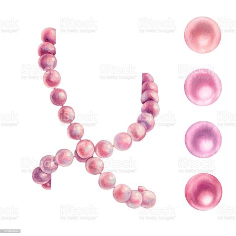 바다 진주의 수채화 손으로 그린 그림 매력적인 구슬 묵주 구슬 패턴 디자인용 목걸이 초대장 카드 배경 화면 엽서 흰색 배경에 격리된 요소 갈란드 장식품에 대한 스톡 벡터