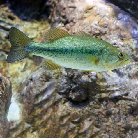 Largemouth Bass Swimming