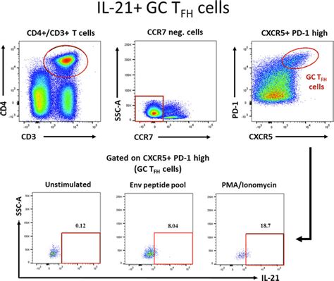 Representative Plot Illustrating The Gating Strategy For Env Specific Download Scientific
