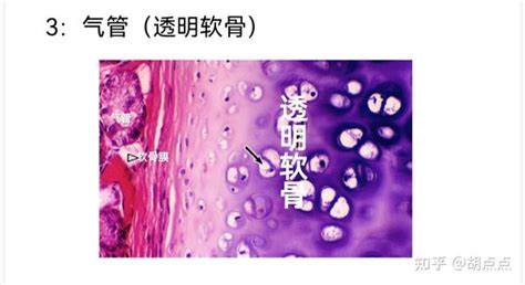 组织学与胚胎学实验一 小肠、食管（复层扁平上皮）、气管（假复层纤毛柱状上皮、管壁结构、透明软骨）切片 知乎