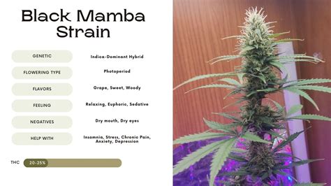 Black Mamba Strain Everything You Need To Know Vivosun