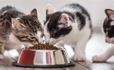 Optimal Nutrition For Your Growing Feline Friend Mly Menu