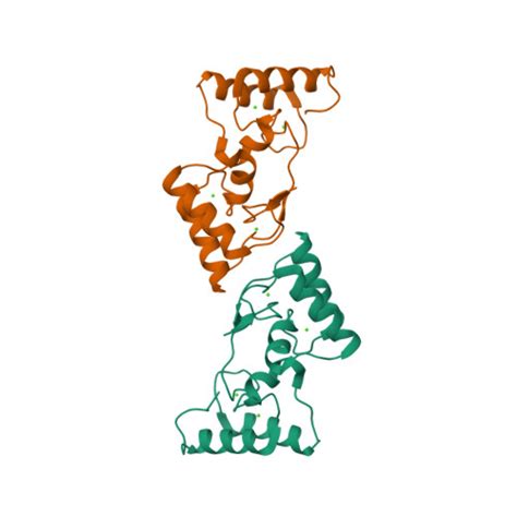 Rcsb Pdb 8x39 Crystal Structure Of Cellulosomal Double Dockerin Module Of Clo1313 0689 From