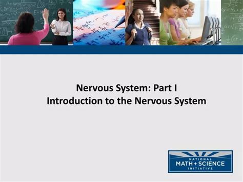 PPT Nervous System Part I Introduction To The Nervous System PowerPoint Presentation ID 2672851