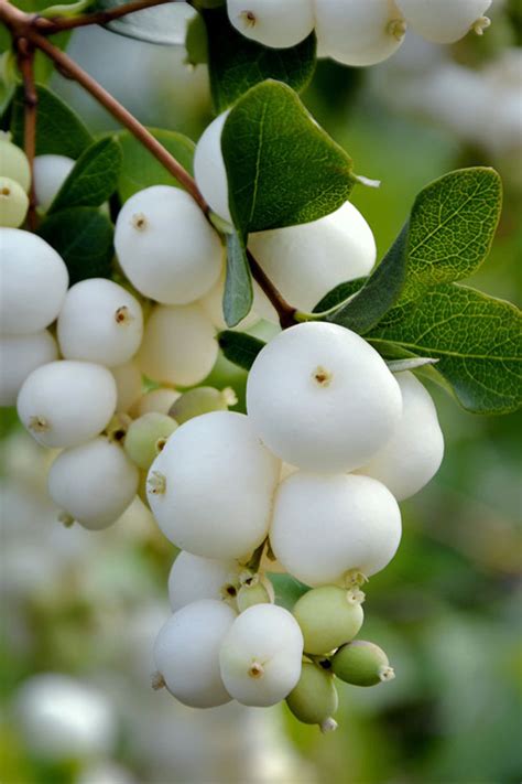 What Is A Snowberry Plant