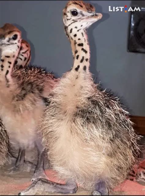 Ջայլամի ճտեր մեկ ամսականից բարձր Թռչուններ List Am