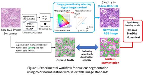 1337 Normalizing The Color Of Digital Pathology Images To Improve The Performance Of Deep