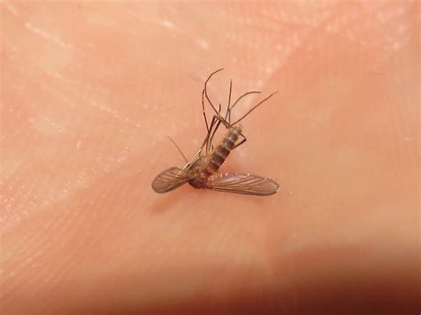 About Culex Salinarius Maryland Biodiversity Project