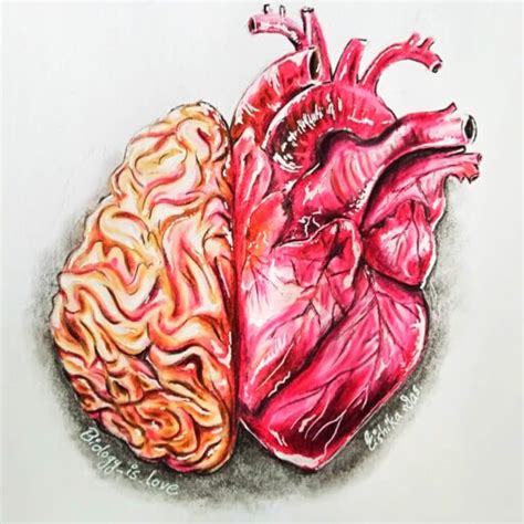 Negative Feedback Control Of Thyroxine [helpful For 12th Standard