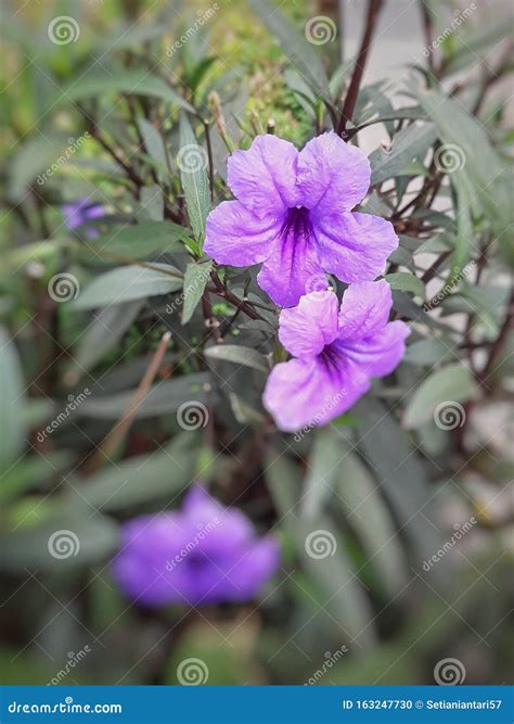 Beautiful Purple Colored Of Ruellia Simplex Flowers Commonly Called