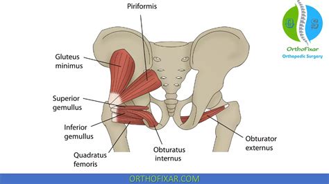 Hip External Rotator Muscles