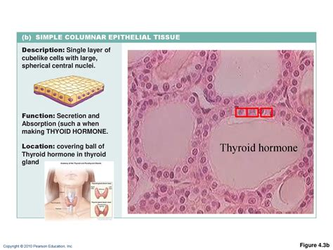 Histology Dr Nichols Coronado Hs Ppt Download