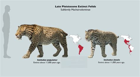 Smilodon Prehistoric Wiki Fandom