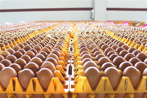 Layer Hen Farm Management Munters