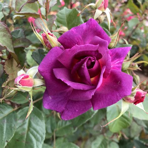 Sophie Rose Purple Shrub Rose Garden Roses