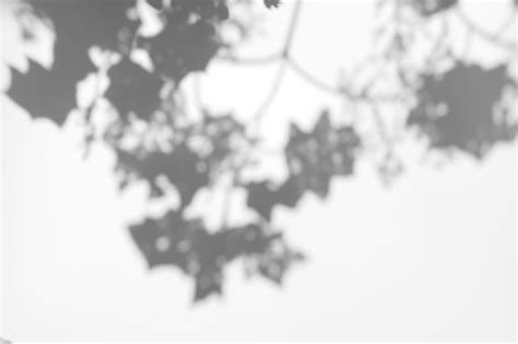 추상은 제품 프리젠 테이션 배경 및 모형에 오버레이 흰색 텍스처 배경에 자연 그림자 오버레이를 떠난다 0명에 대한 스톡 사진 및