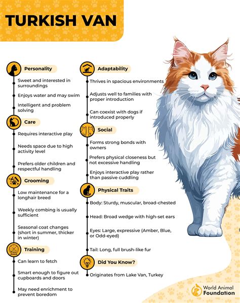 7 Cat Breeds With The Best Eye Colors