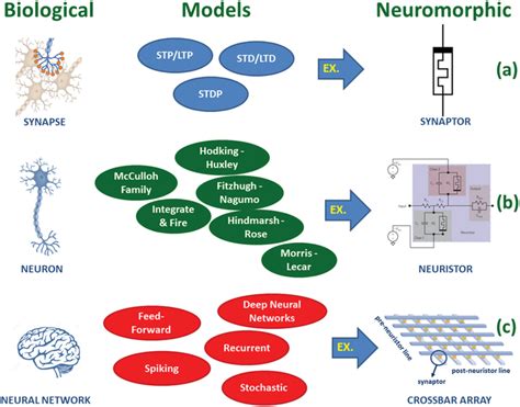 Basic Neuromorphic Devices Models And Systems Neuromorphic Devices