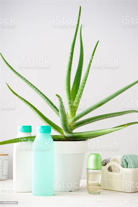 알로에 베라와 회색 배경에 바디 케어 및 뷰티 제품의 구성 세로로 건강관리와 의술에 대한 스톡 사진 및 기타 이미지 건강관리와 의술 구도 녹색 Istock