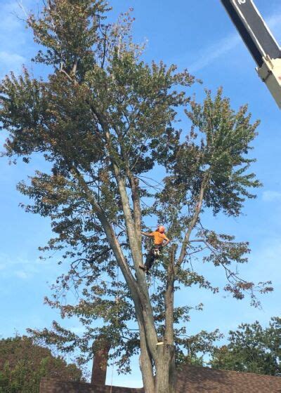 Time Spent With Trees Is Proven To Improve Your Health And Wellness