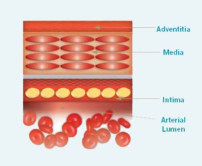 Histology Illustrations Artery Labels Histology Illustration