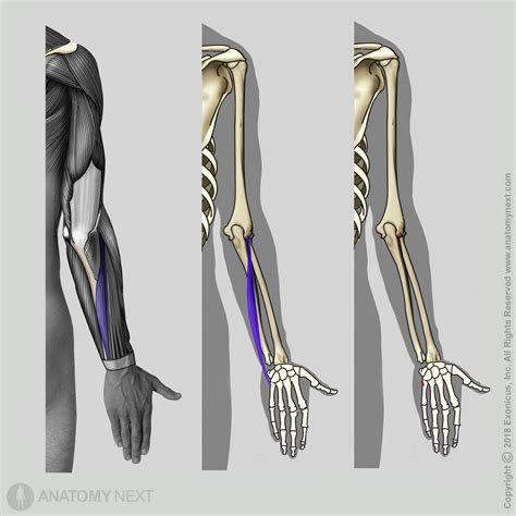 Extensor Carpi Ulnaris Encyclopedia Anatomy App Learn Anatomy 3d Models Articles And