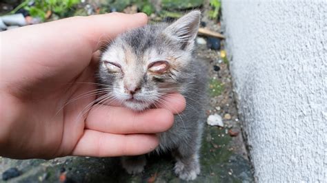Kitten Rescue Videos Compilation Of Cute And Heartwarming Youtube
