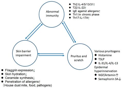 Dehydroepiandrosterone Dhea Metabolizing Pathway Dheas Download Scientific Diagram