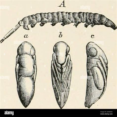 A Text Book Of Entomology Including The Anatomy Physiology Embryology And Metamorphoses Of