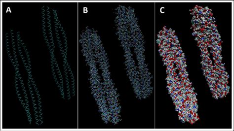 A A Cartoon Model B A Bonds Model And C A Surface Model Of Gfap Download Scientific