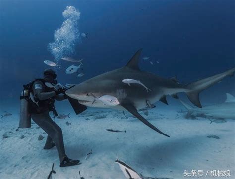 鯊魚能否生活在淡水之中？恆河裡也有鯊魚 每日頭條