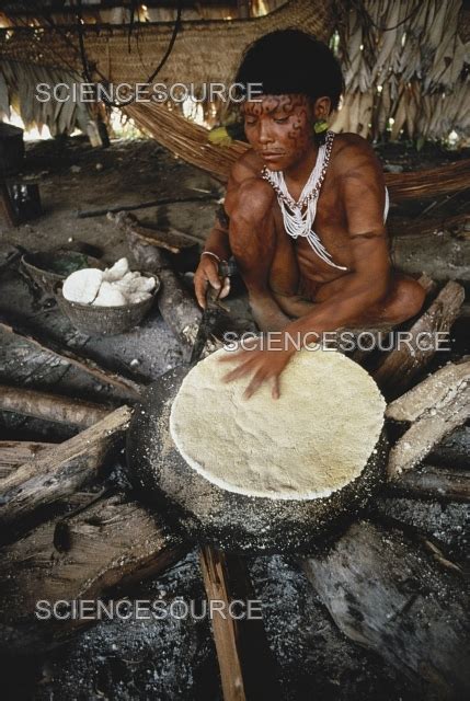 Yanomami Indian Baking Cassava Bread Stock Image Science Source Images