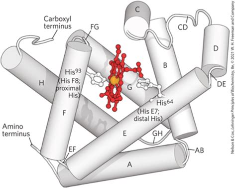 Myoglobin And Hemoglobin Flashcards Quizlet