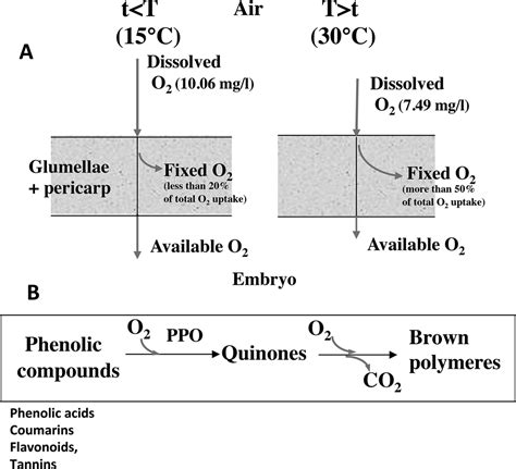 Oxygen A Key Signalling Factor In The Control Of Seed Germination And Dormancy Seed Science