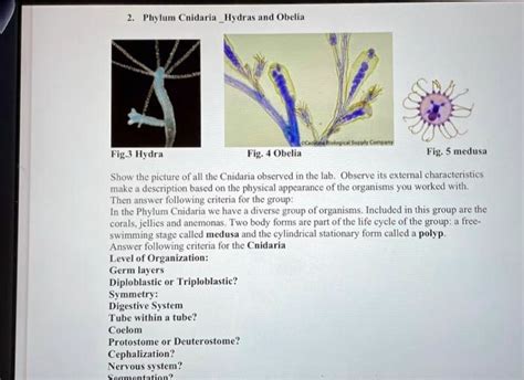 2 Phylum Cnidariahydras And Obelia Fig3 Hydra Carolina Biological